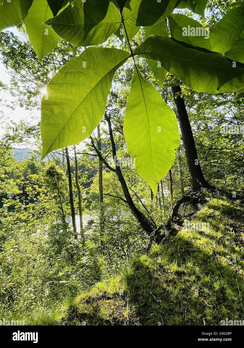 Backlit Hickory leaves, overlooking Cowanesque River above Nelson Falls ...