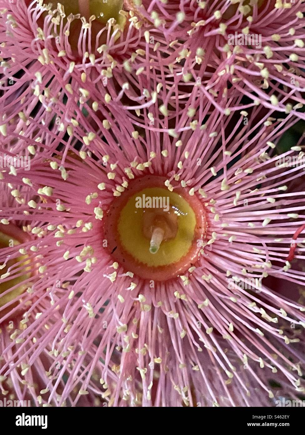 Pink gum tree hi-res stock photography and images - Alamy