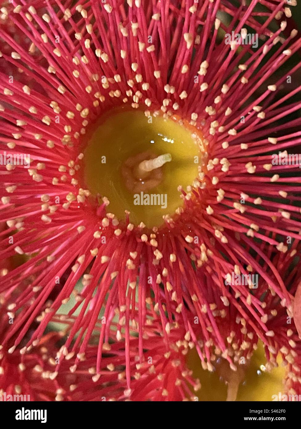 Stamen with golden tips hi-res stock photography and images - Alamy