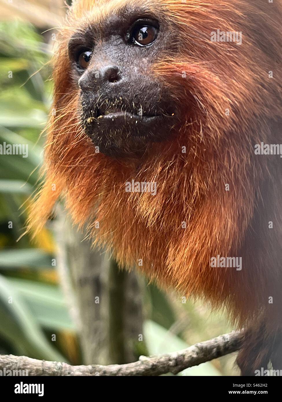 Golden monkey hi-res stock photography and images - Alamy