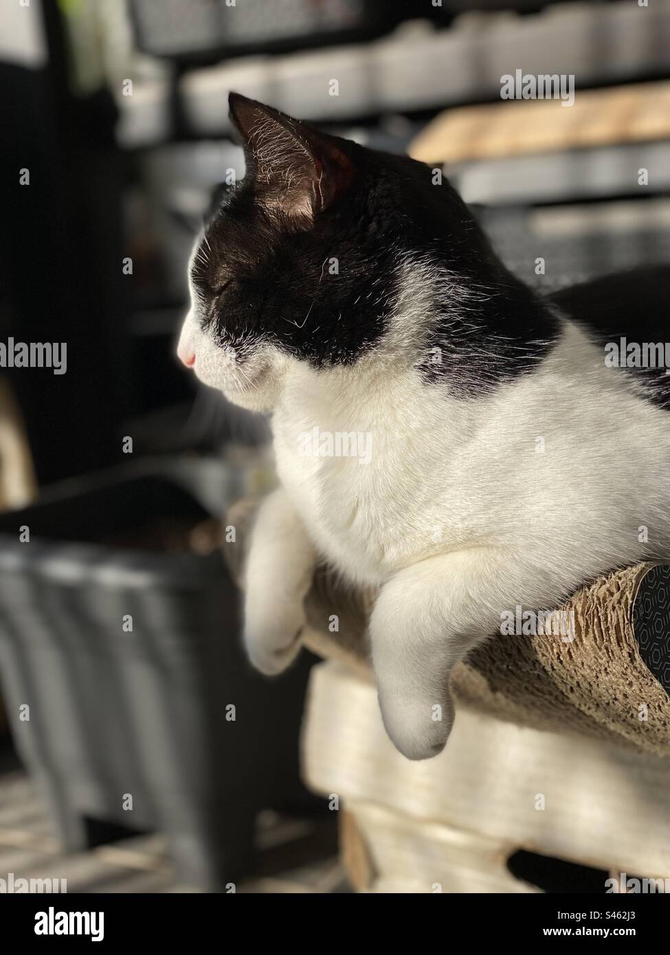 Cute cat basking in sun smartphone stock photos and images - Alamy
