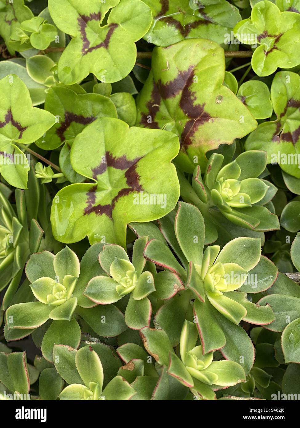 Intertwined plants hi-res stock photography and images - Alamy