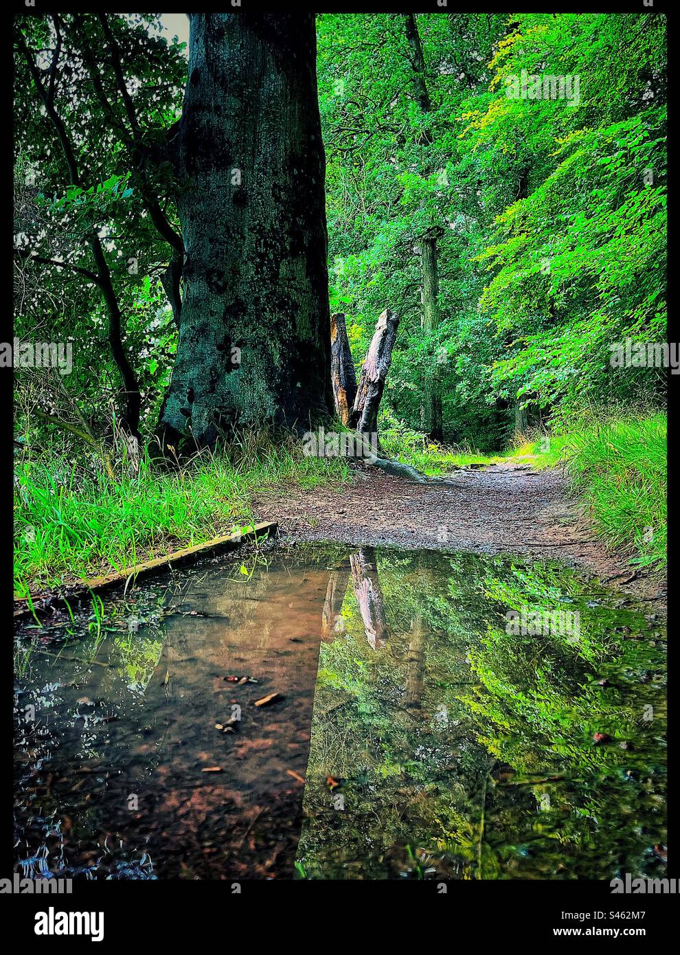 Tree reflected in puddle hi-res stock photography and images - Alamy