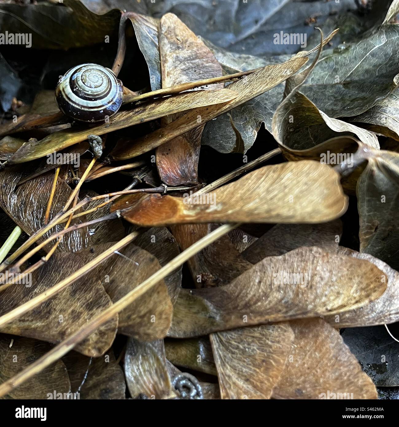 Tiny snail amongst the sycamore seeds, taken in Highlands Gardens ... Tiny snail amongst the sycamore seeds, taken in Highlands Gardens ...