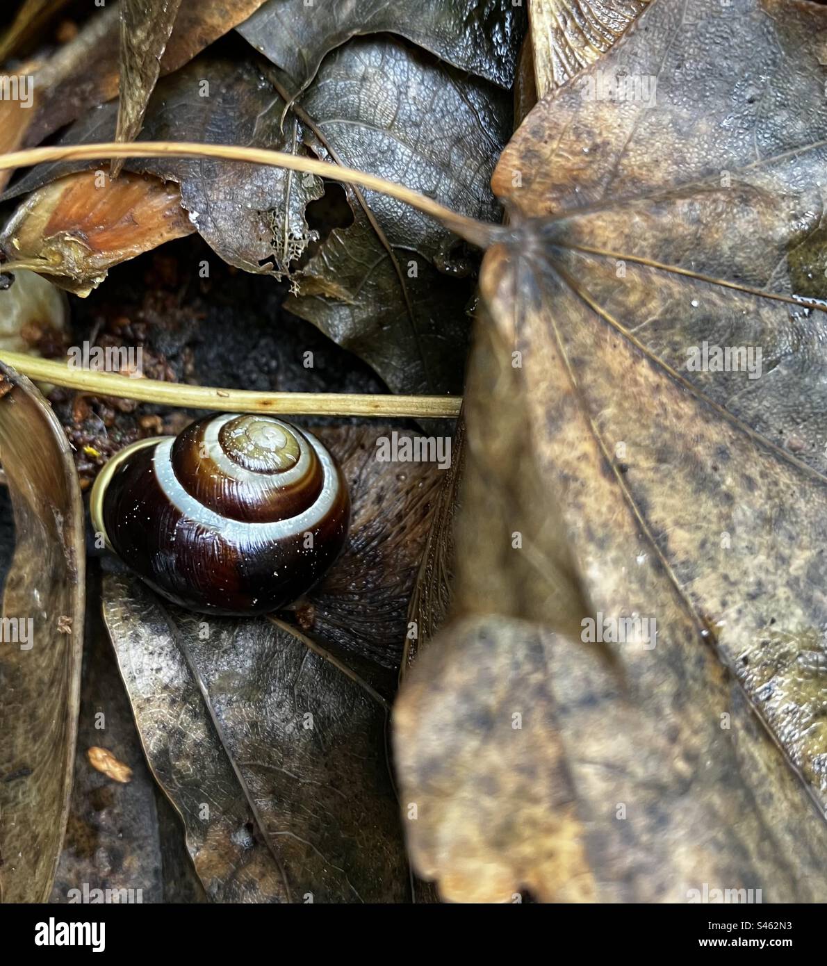 Tiny snail shell under a leaf Stock Photo - Alamy