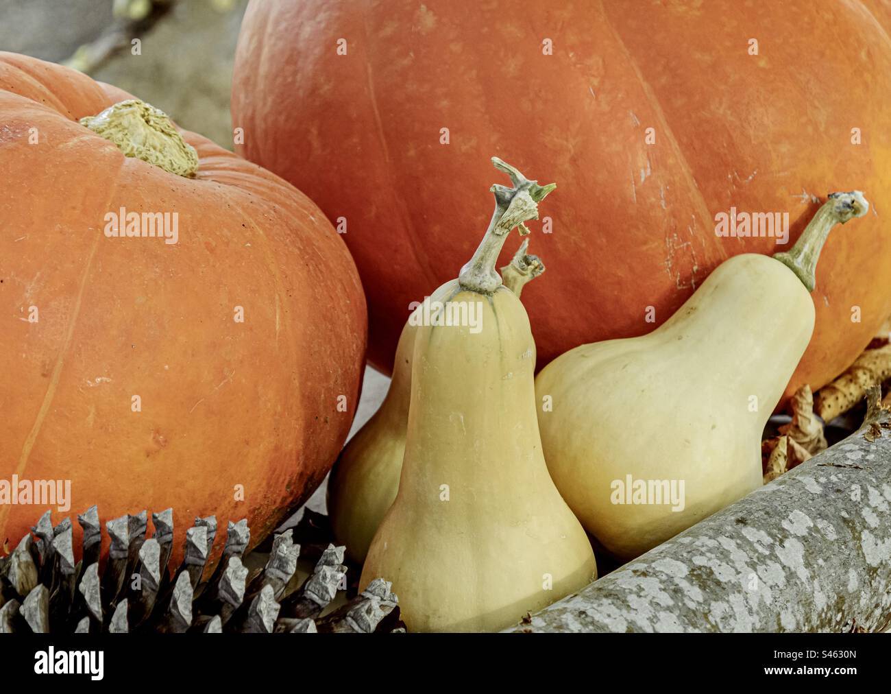 Autumnal pumpkins squash hi-res stock photography and images - Alamy