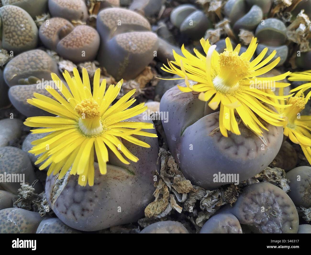 Lithops desert hi-res stock photography and images - Alamy
