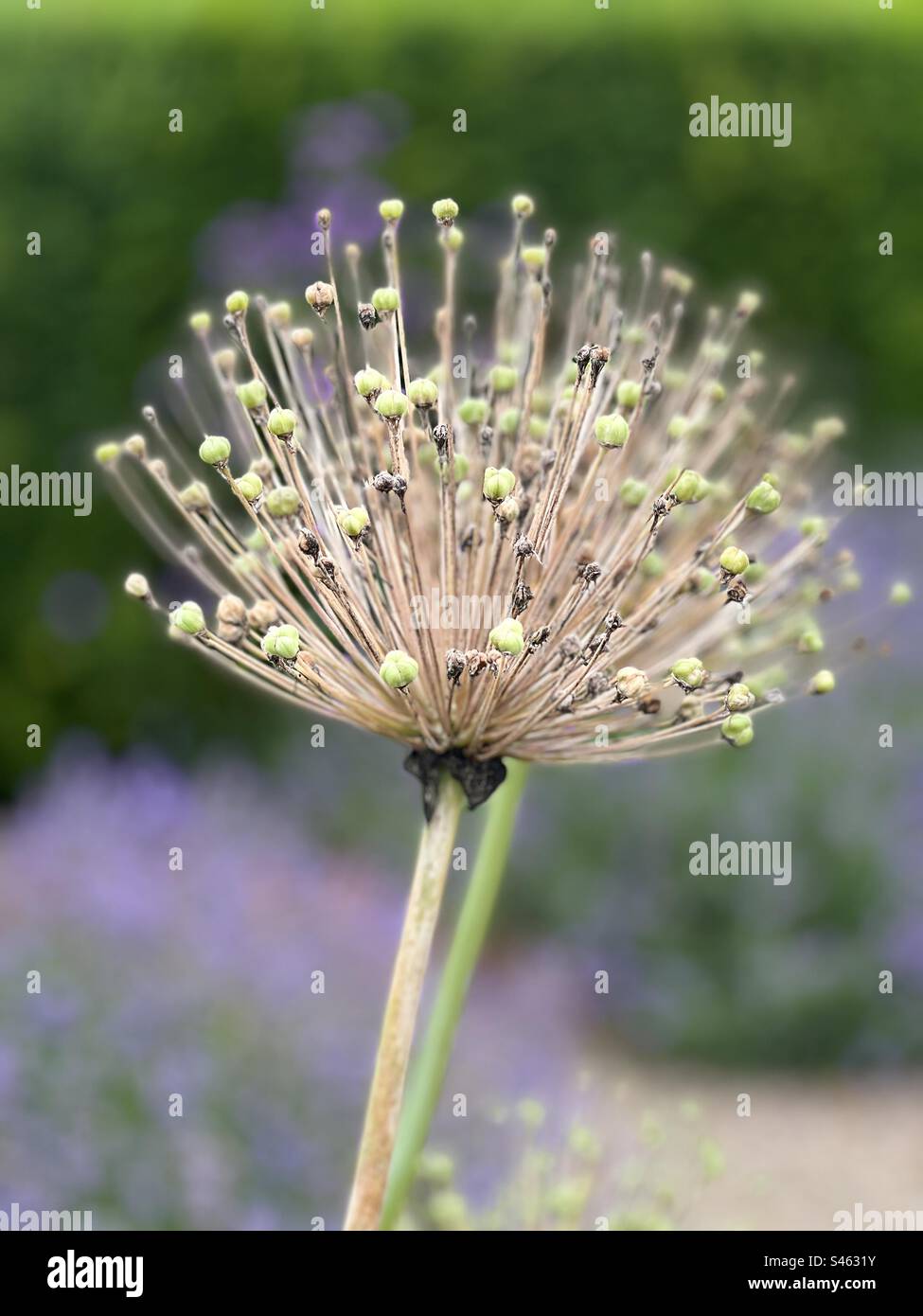 Seedhead seed head hi-res stock photography and images - Alamy