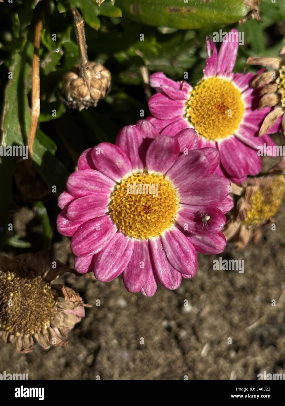 Margarita flowers hi-res stock photography and images - Alamy