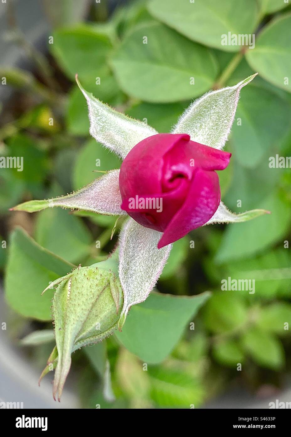Outdoor photography of our beautiful red rose’s almost blooming in the ...