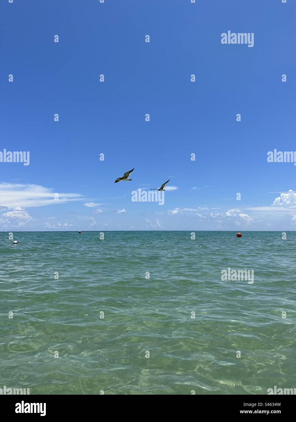 Seagulls inflight over the Atlantic Ocean Miami Beach, Florida Stock ...