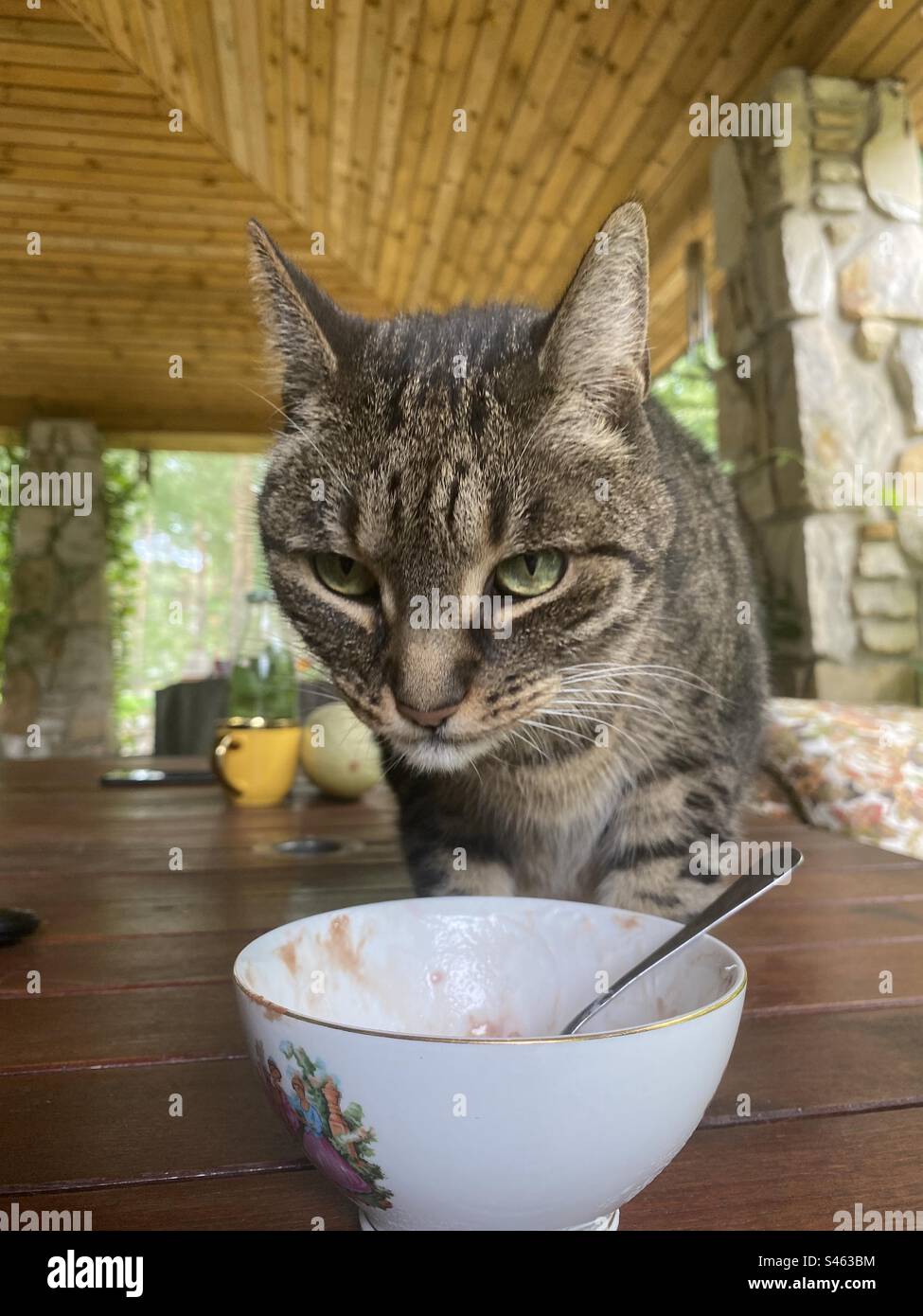 Cat on the table hi-res stock photography and images - Alamy
