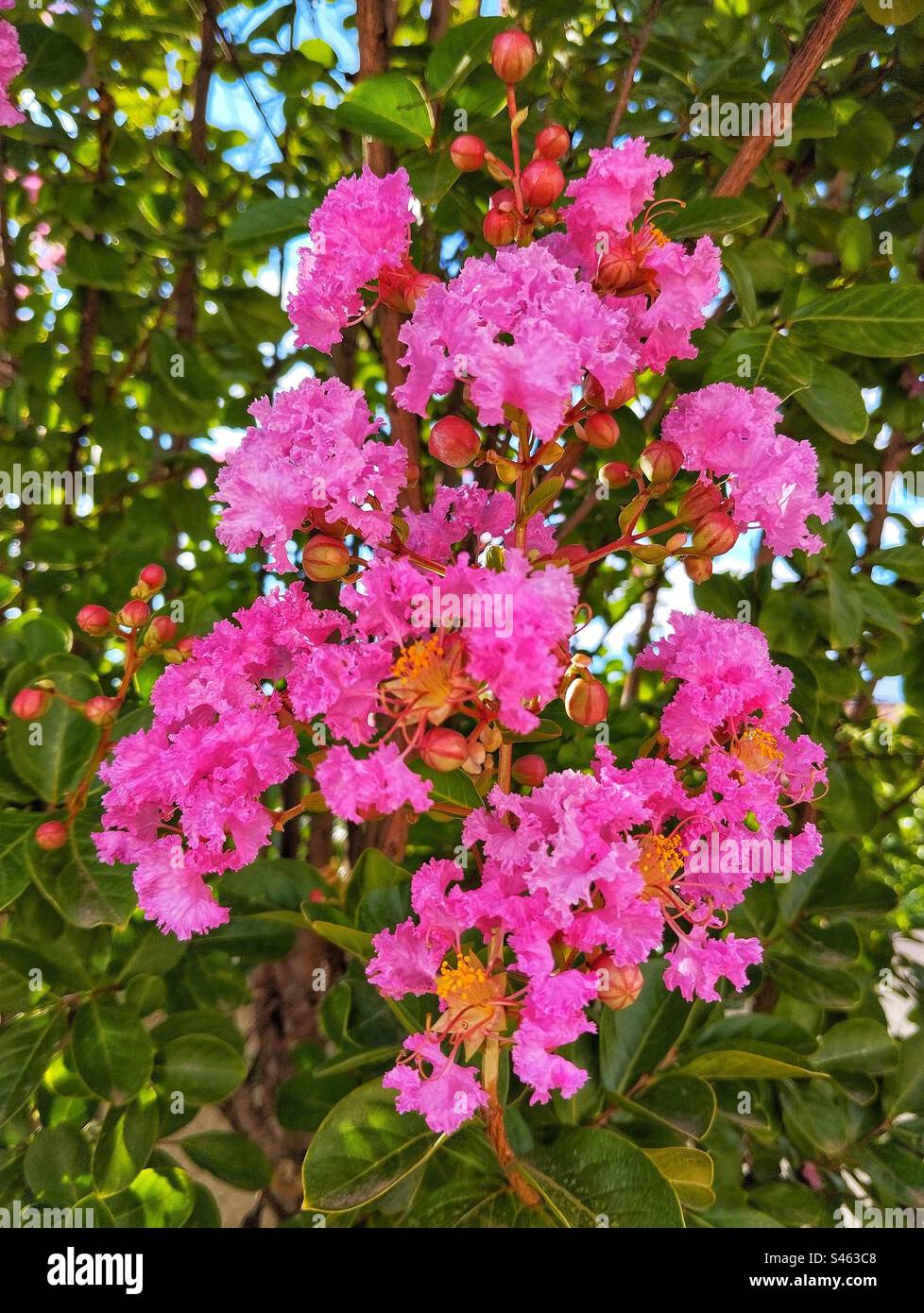 Indian lilac hi-res stock photography and images - Alamy