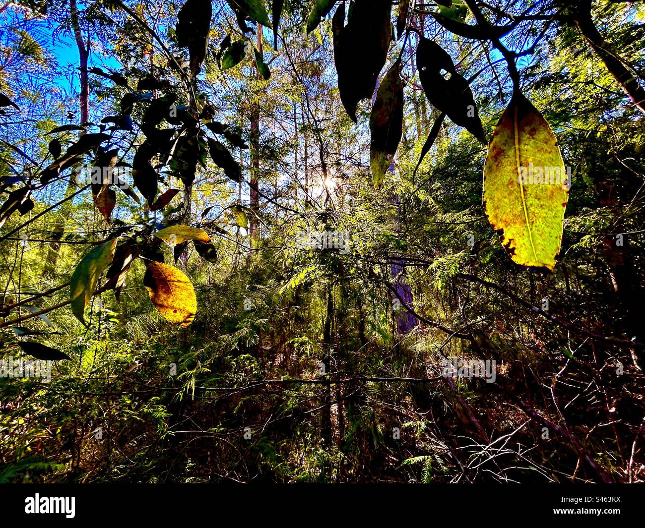 Sun dappled leaves hi-res stock photography and images - Alamy