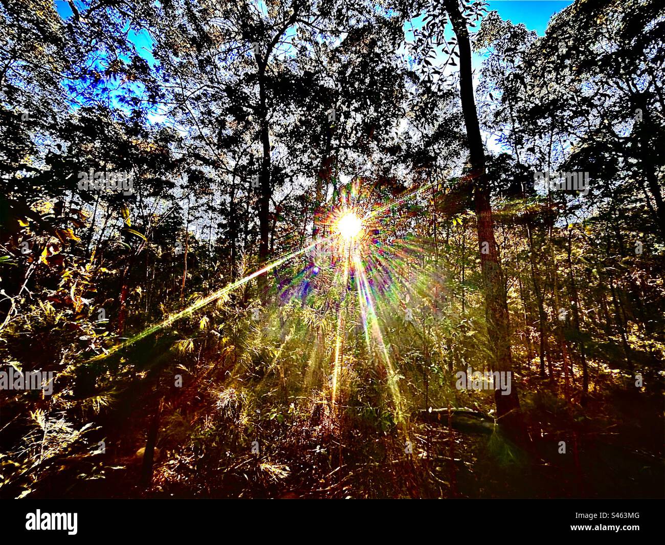 Forest colour hi-res stock photography and images - Alamy