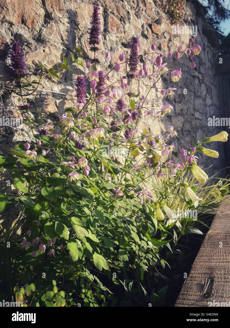 Indian mint hi-res stock photography and images - Alamy