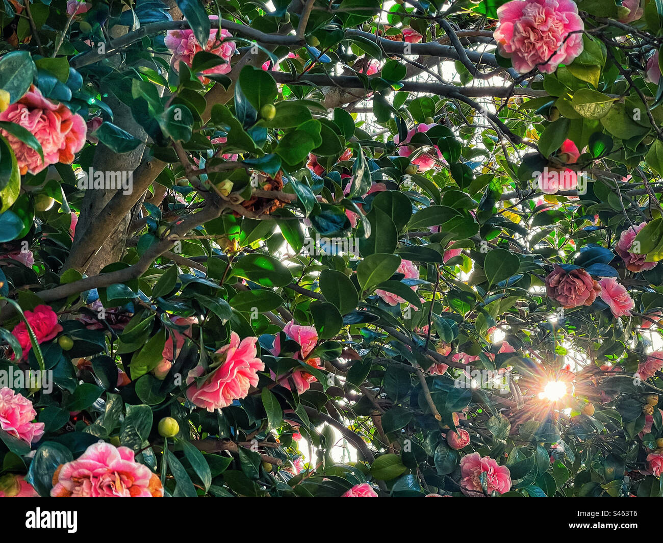 Close-up of pink flowering Camellia japonica or Japanese camellia tree ...