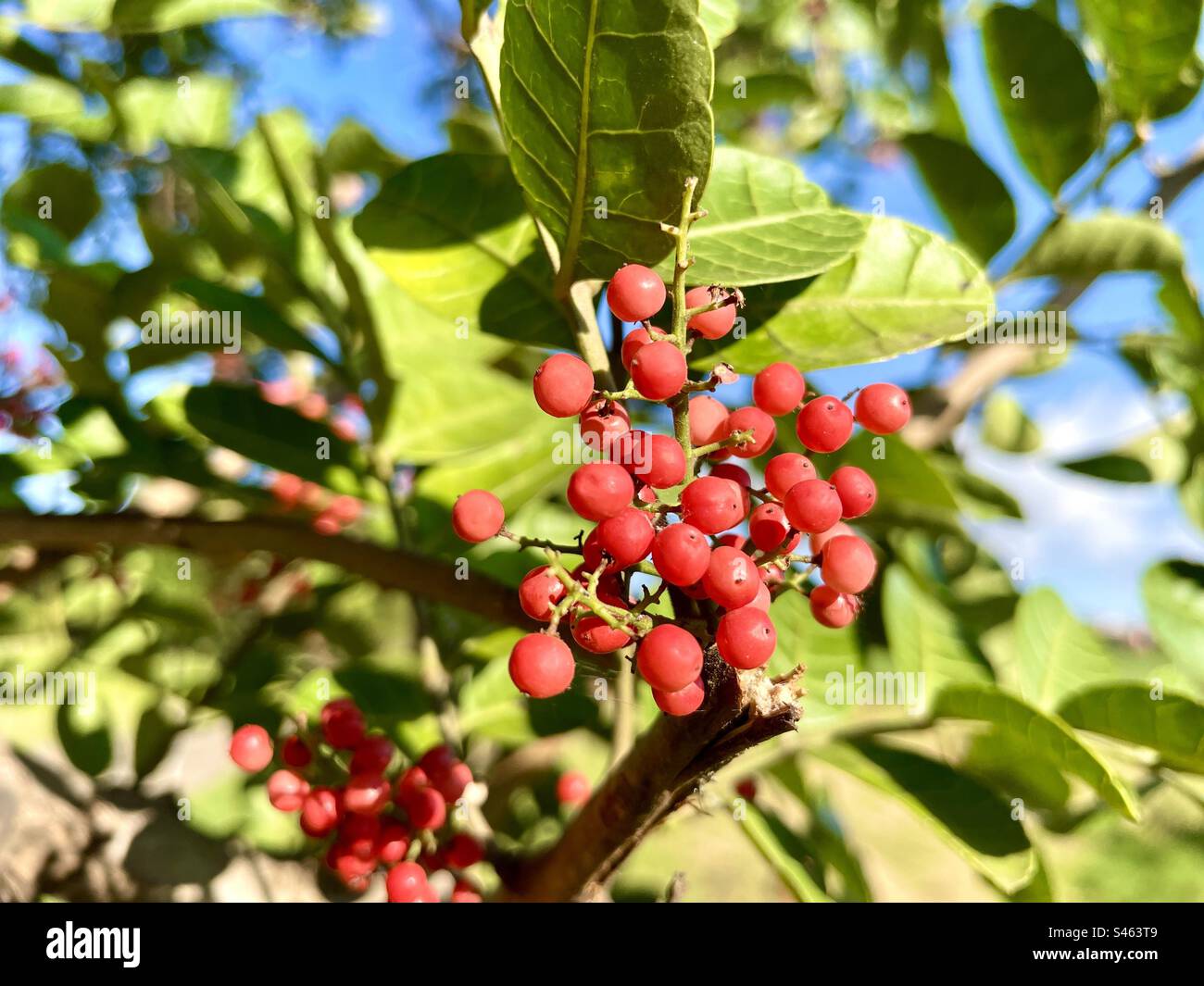 The color of pink pepper lights up the green fields in autumn Stock ...