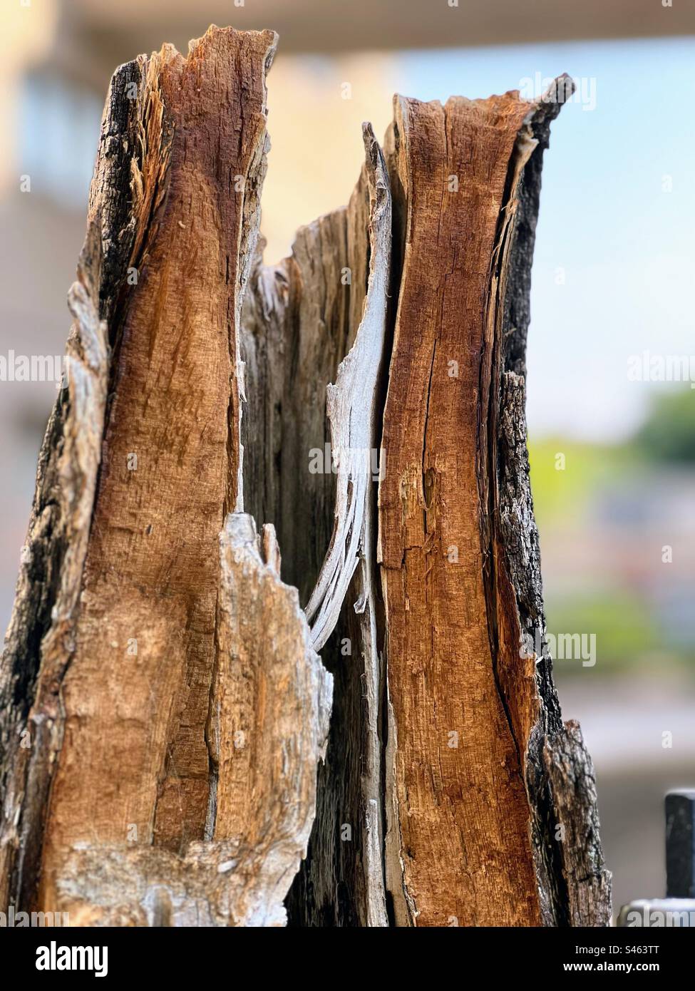 Split tree hi-res stock photography and images - Alamy
