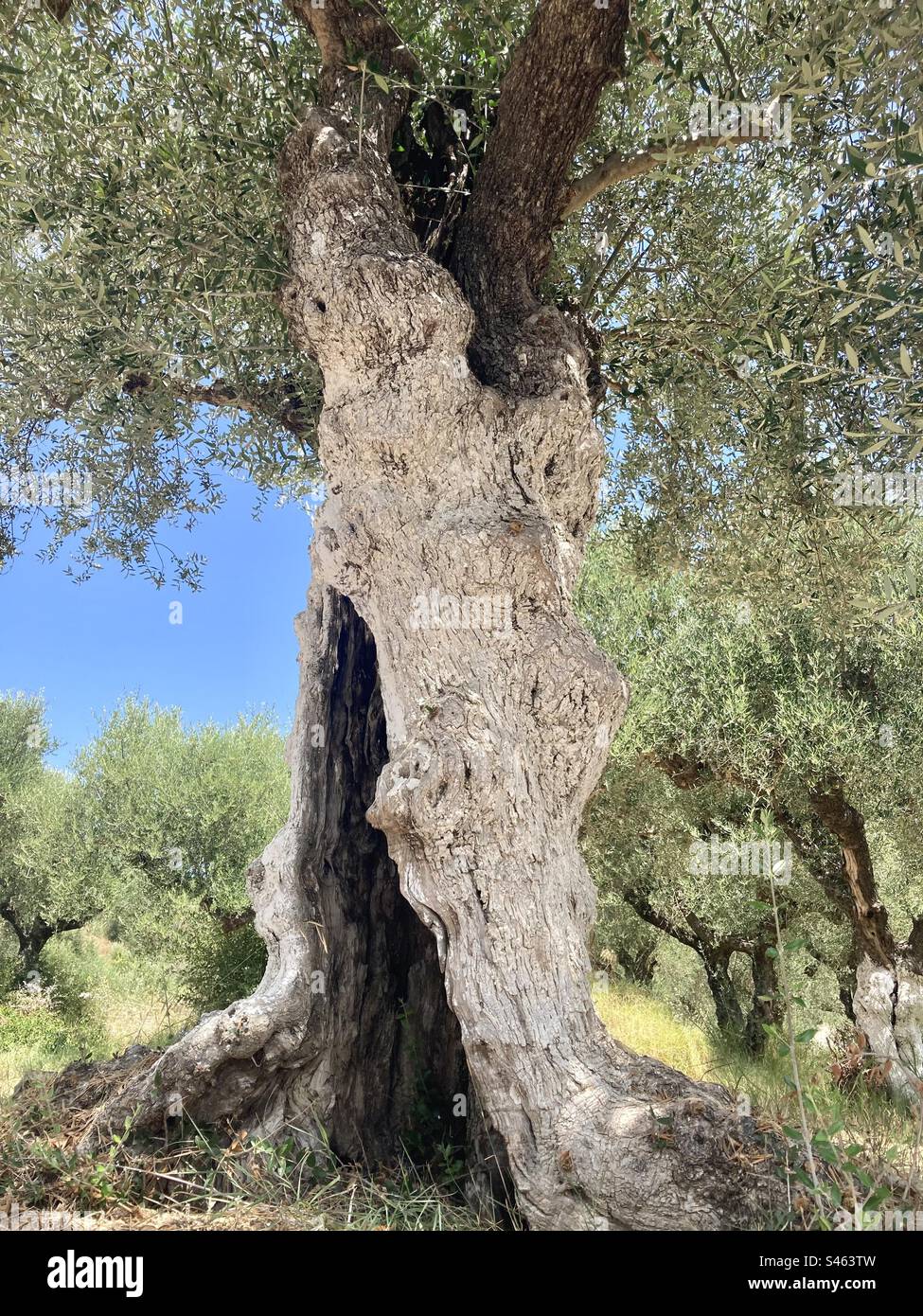 Burnt greek olive tree Stock Photo - Alamy