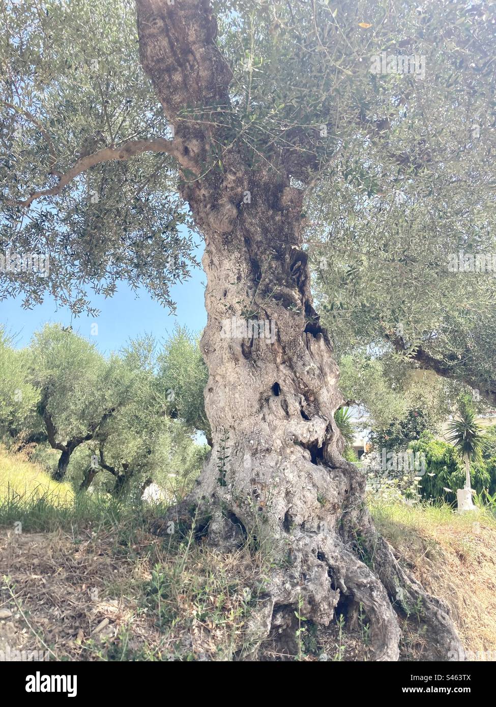 Burnt Greek olive tree Stock Photo - Alamy