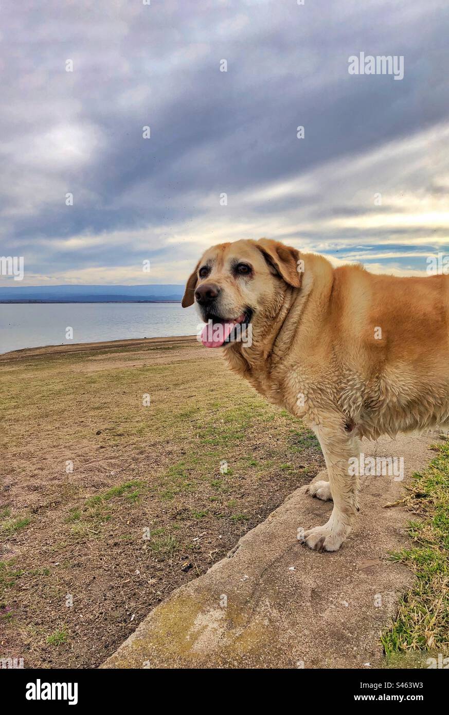 Labrador at lake hi-res stock photography and images - Alamy