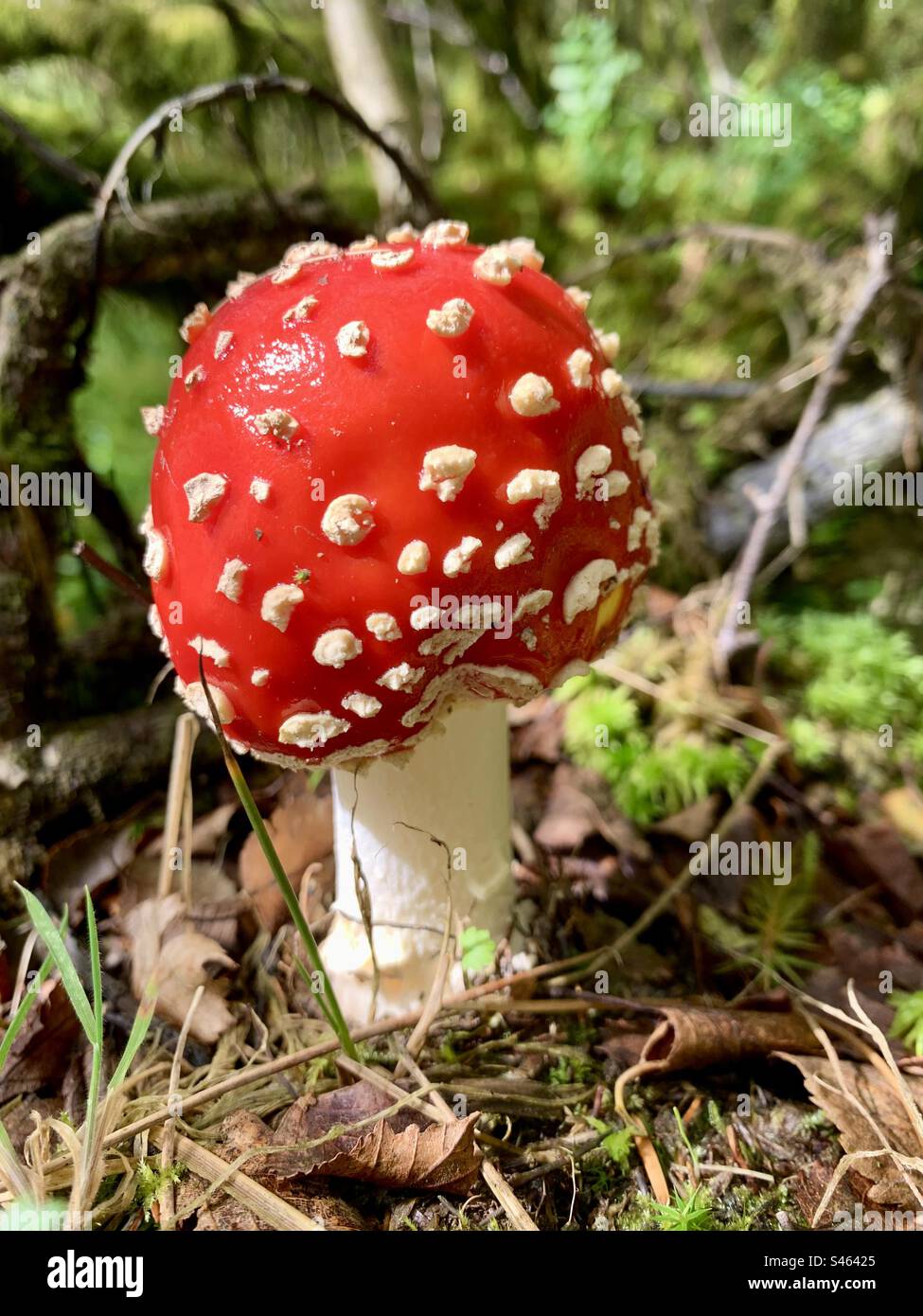White toadstool hi-res stock photography and images - Alamy