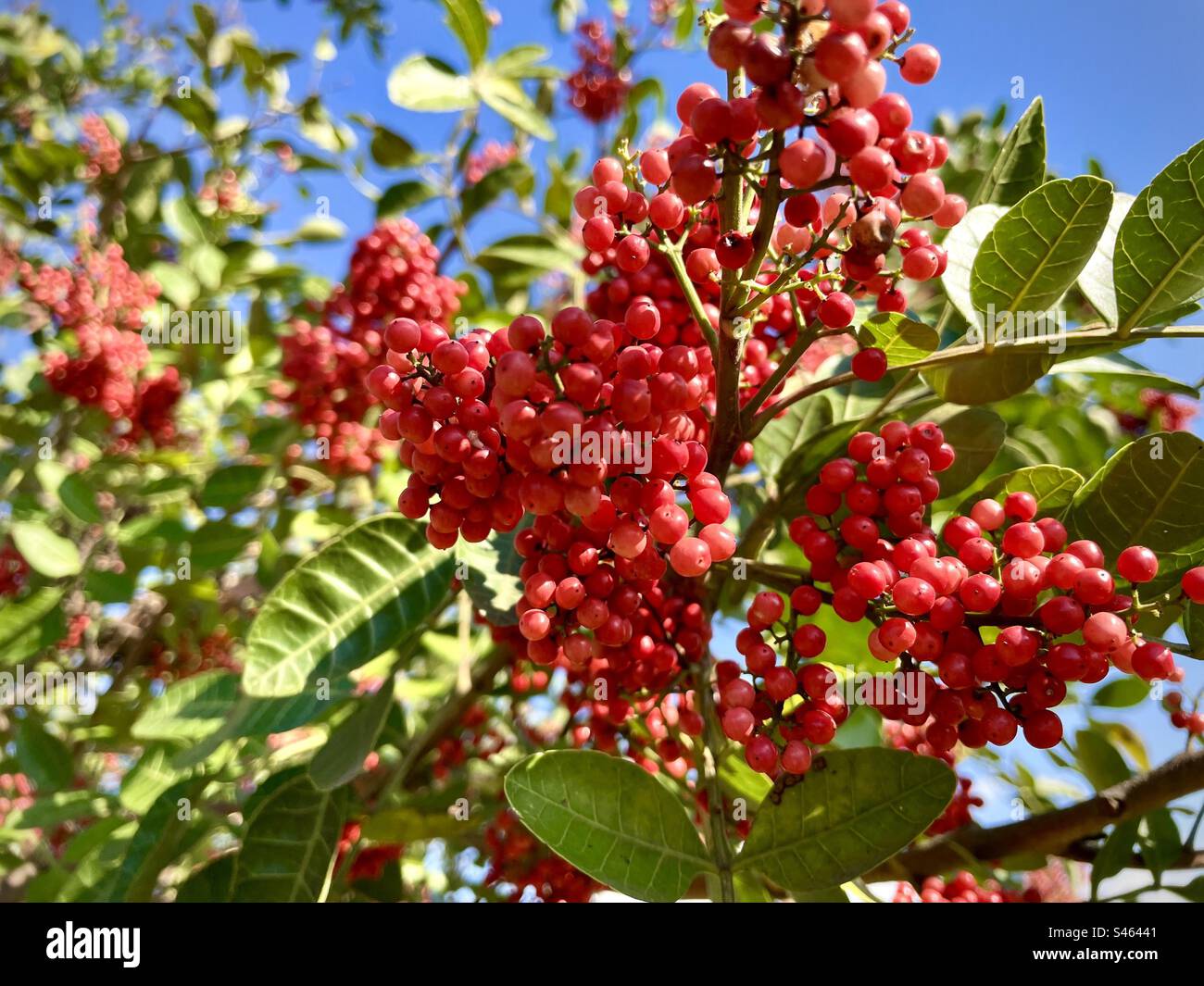 The color of pink pepper lights up the green fields in autumn Stock ...