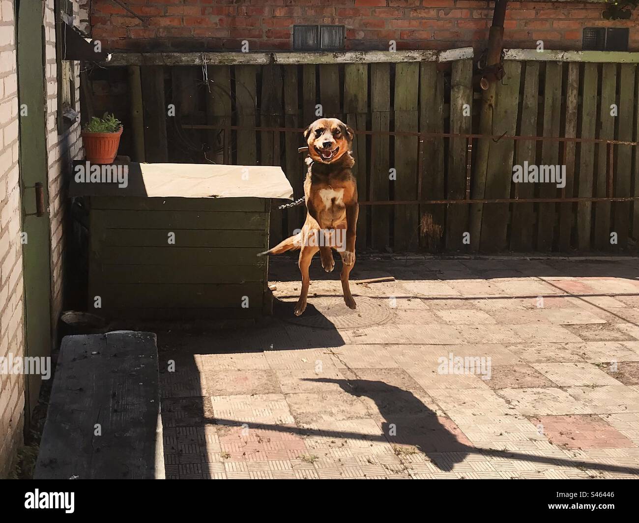 Jumping dog hi-res stock photography and images - Alamy