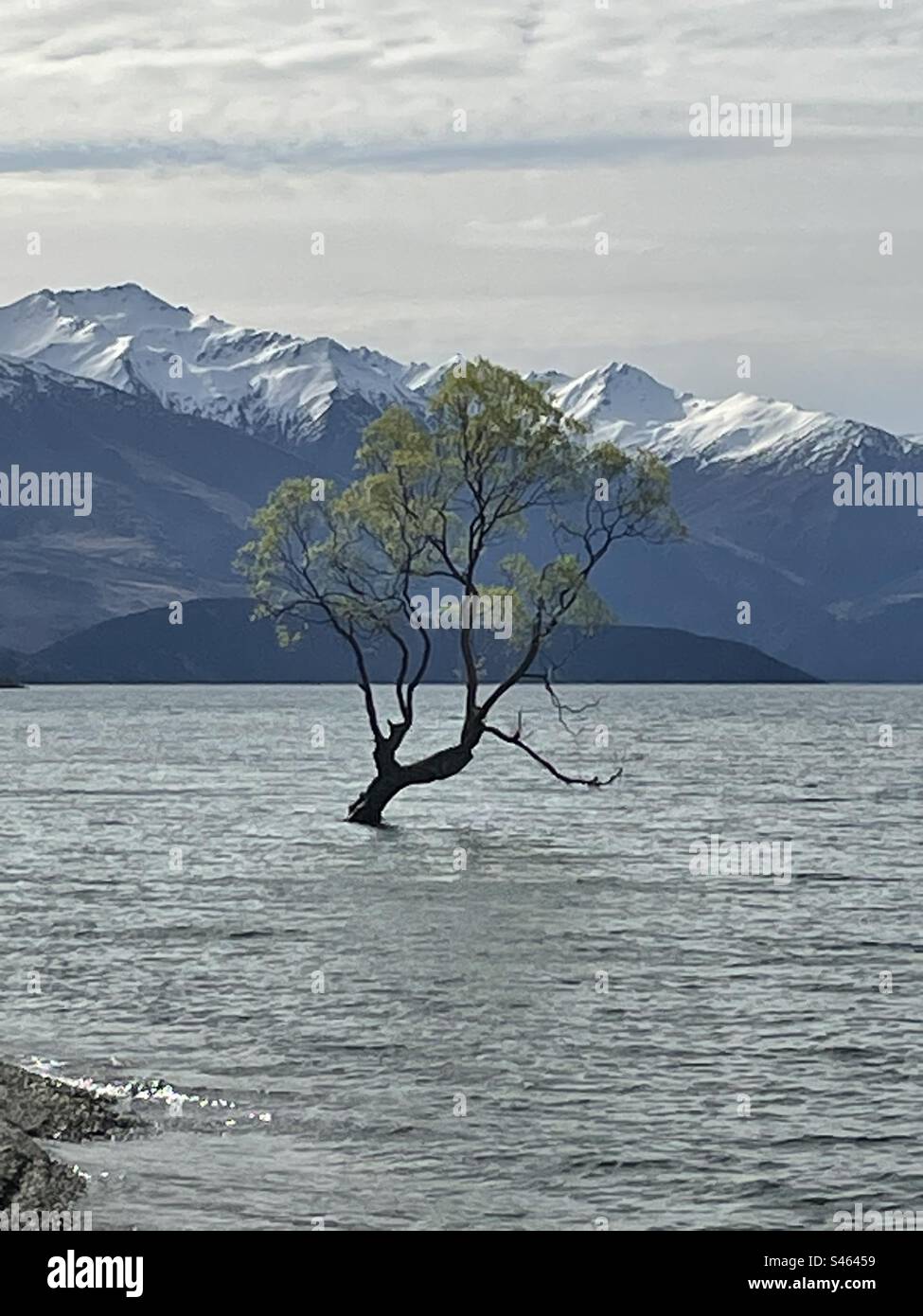 Wanaka tree nz hi-res stock photography and images - Alamy