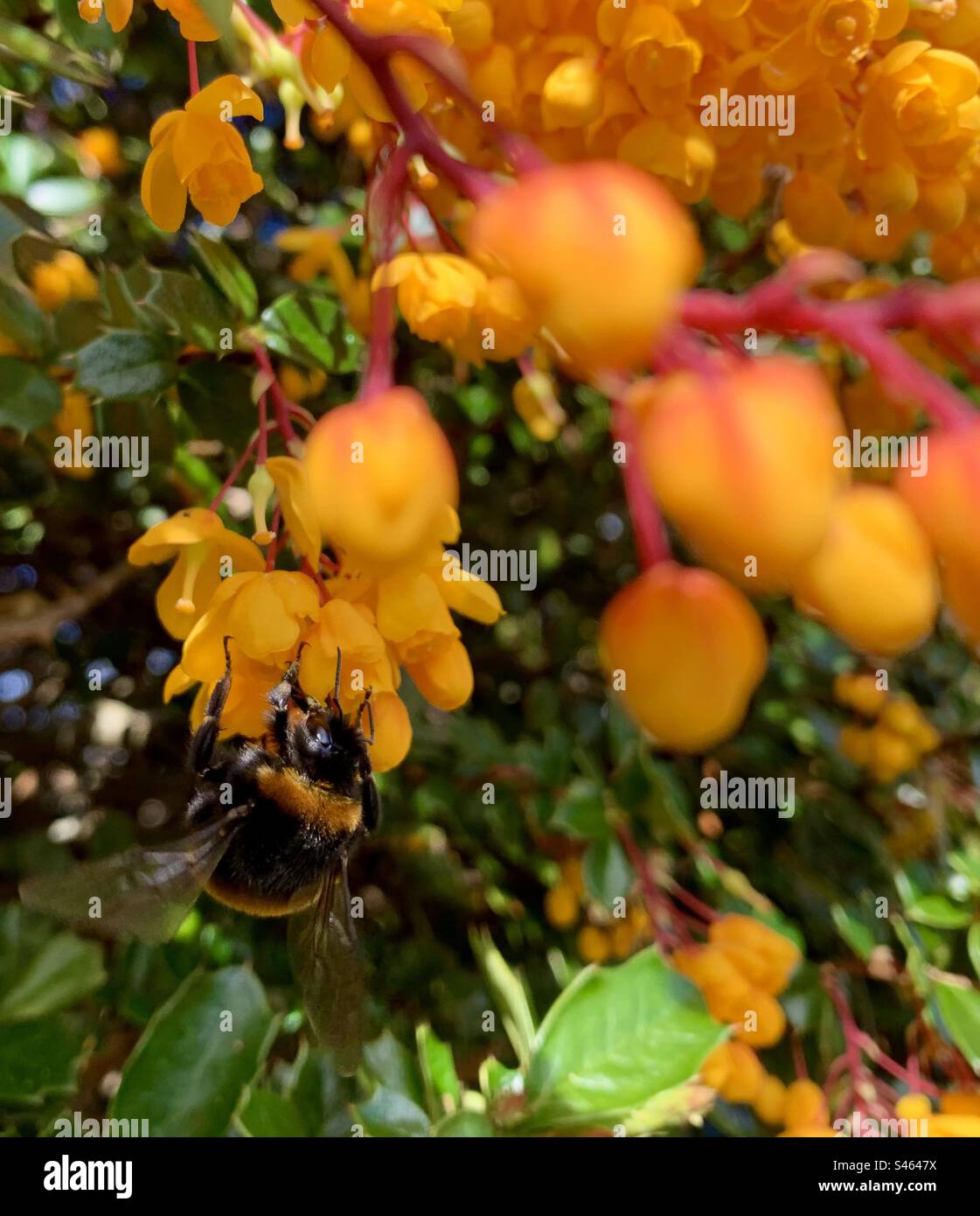 Bright bee hi-res stock photography and images - Alamy