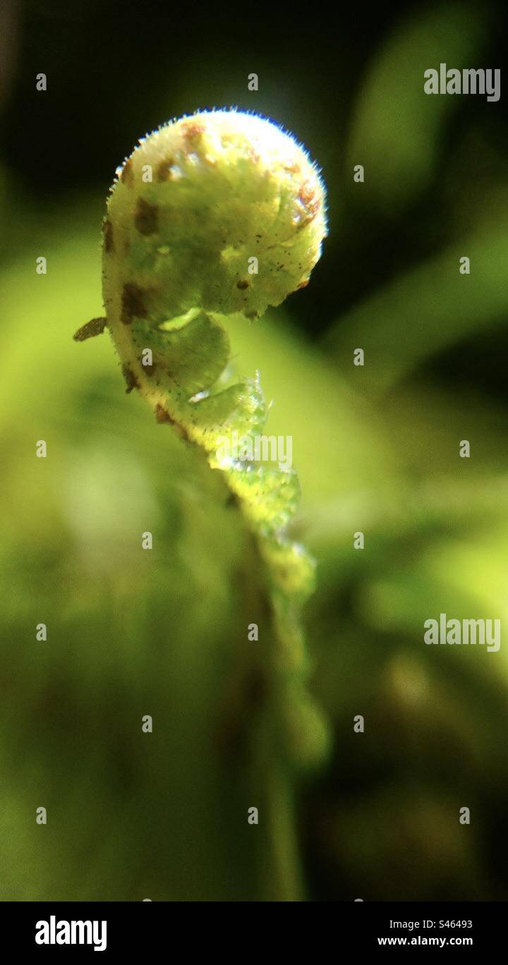 New zealand fern koru hi-res stock photography and images - Alamy