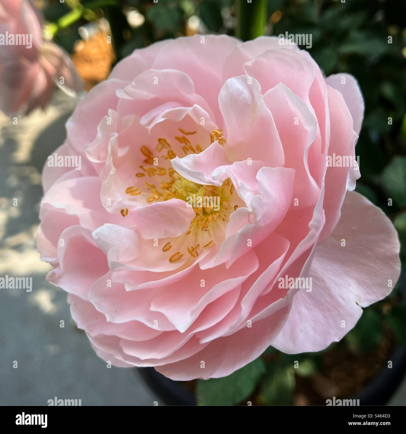 Pink plume hi-res stock photography and images - Alamy