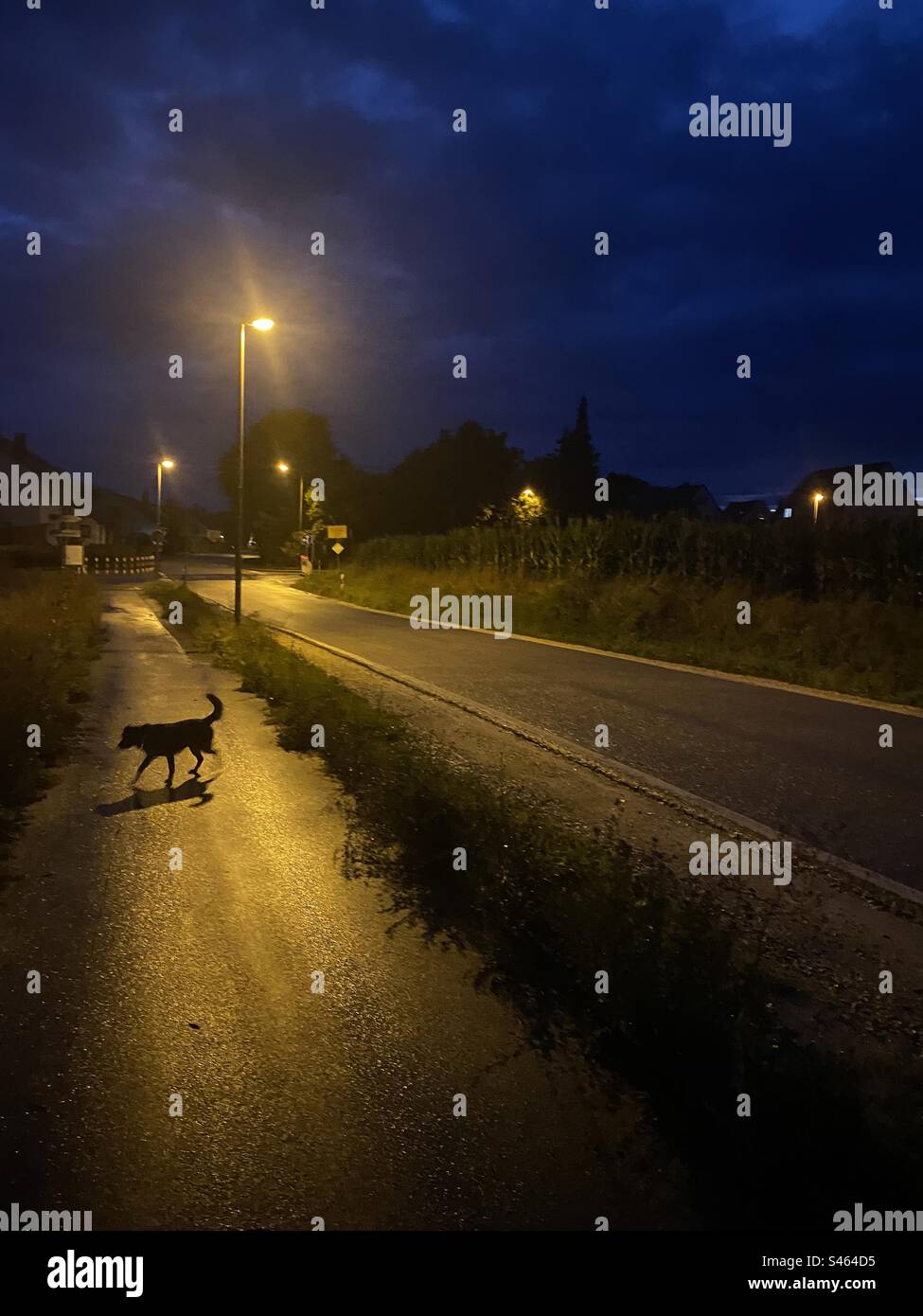 Dark Road with dog Stock Photo - Alamy