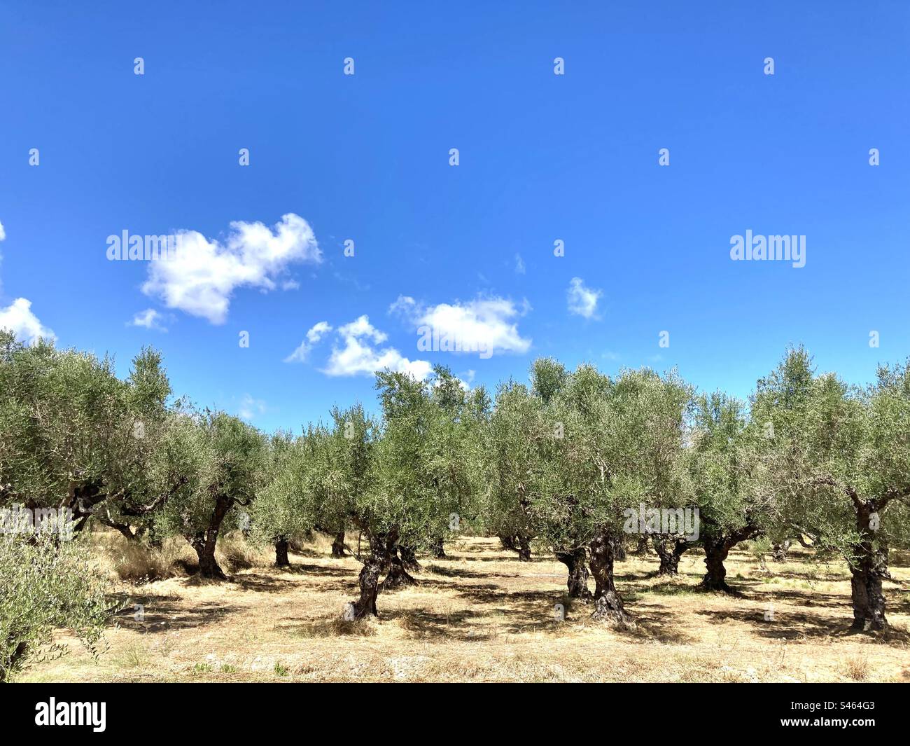 Olive groves in Greece Stock Photo - Alamy