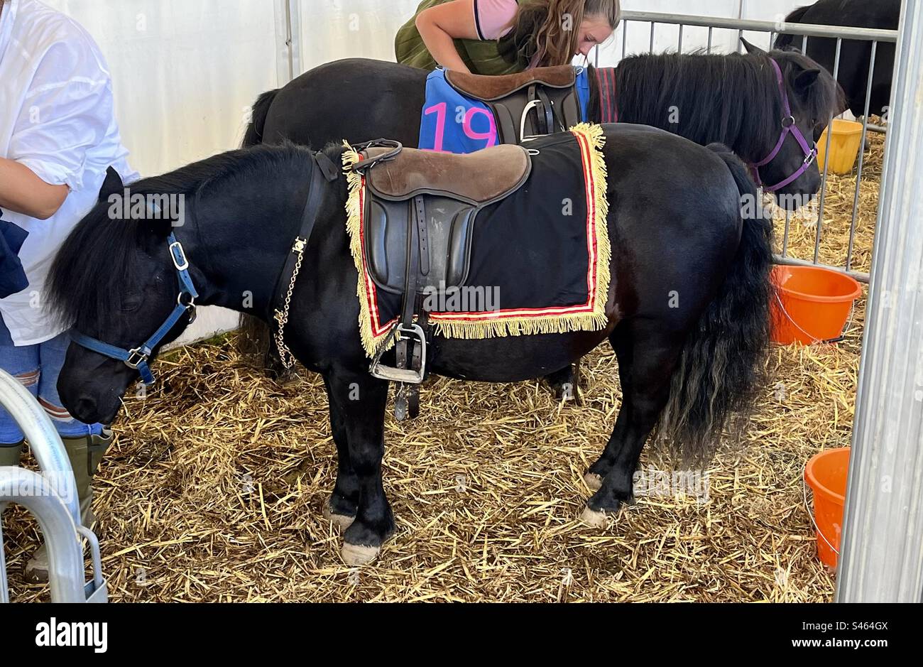 Shetland ponies at south Gloucestershire show Stock Photo - Alamy