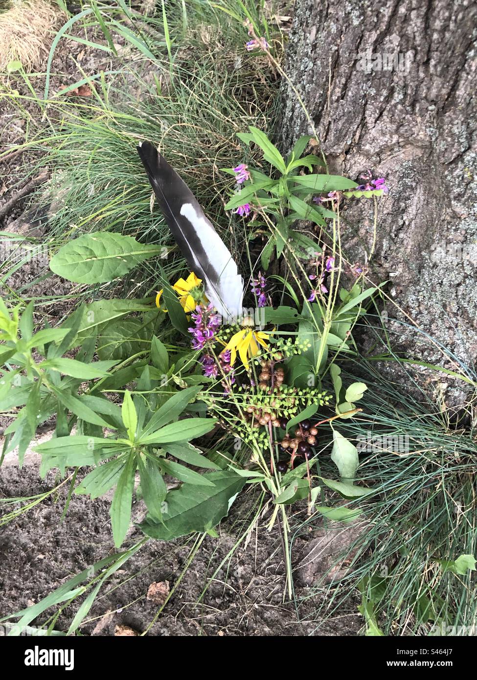 Flowers and a feather placed next to a tree to honour Mother Nature ...