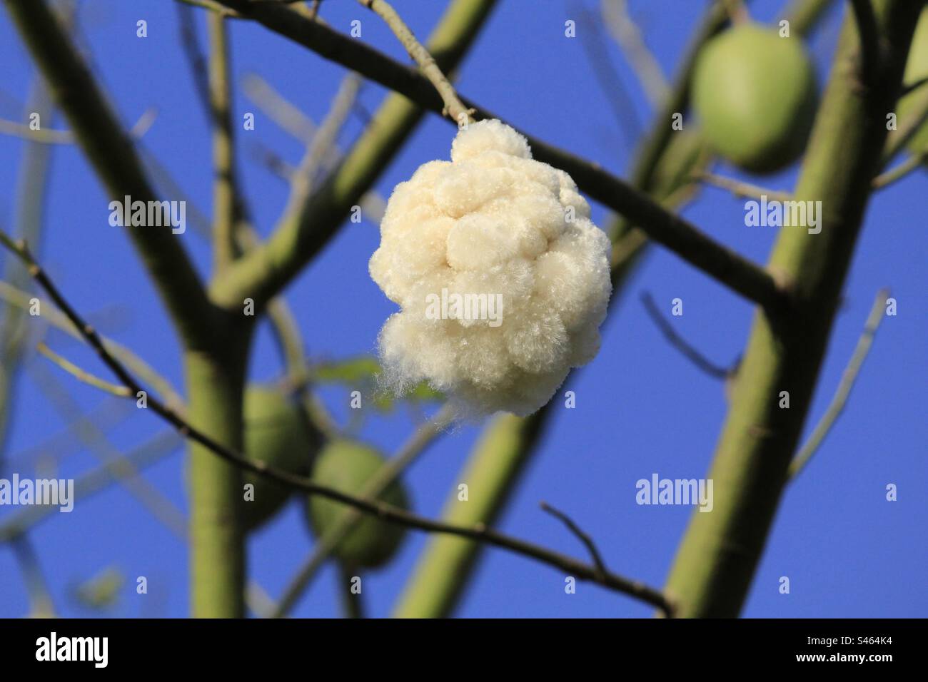 Ceiba speciosa fruit hi-res stock photography and images - Alamy