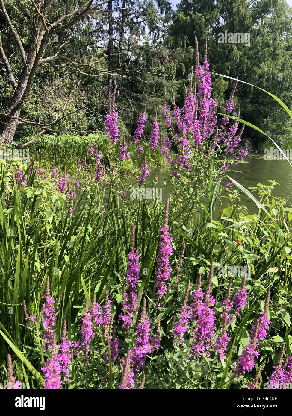 Lush landscape hi-res stock photography and images - Alamy