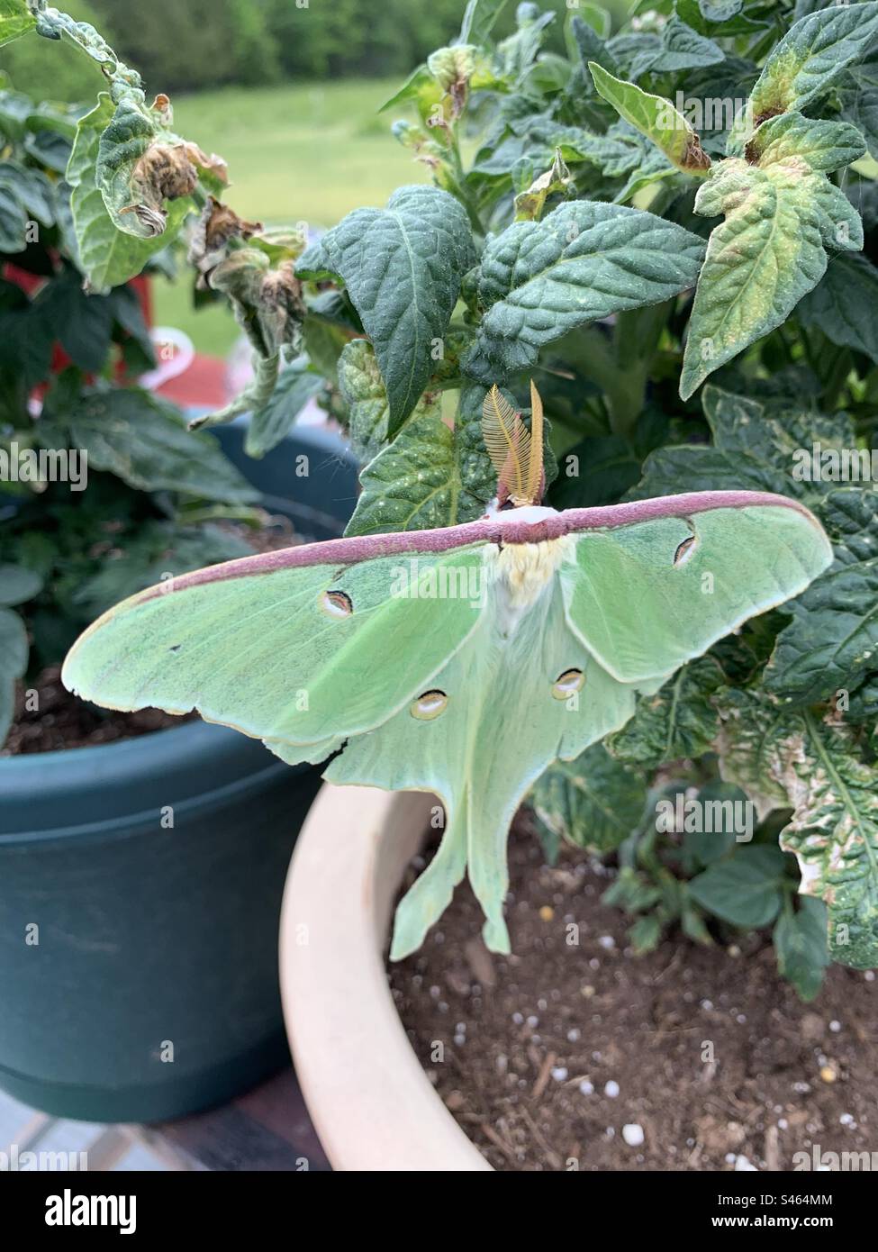 Beautiful luna moth hi-res stock photography and images - Alamy