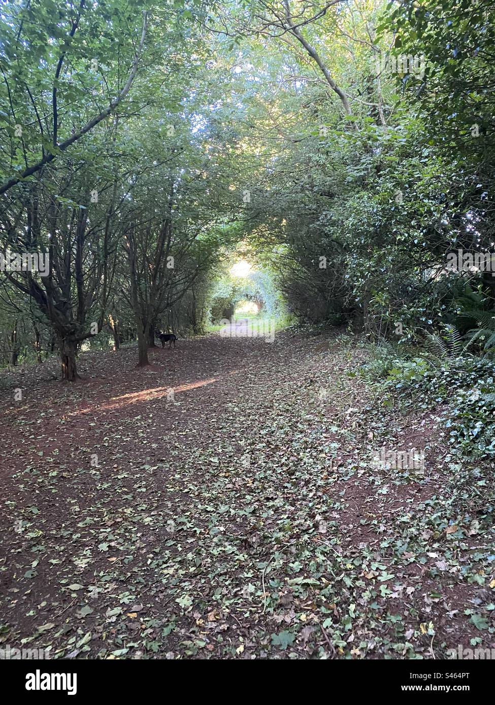 Tree tunnel walk Stock Photo - Alamy