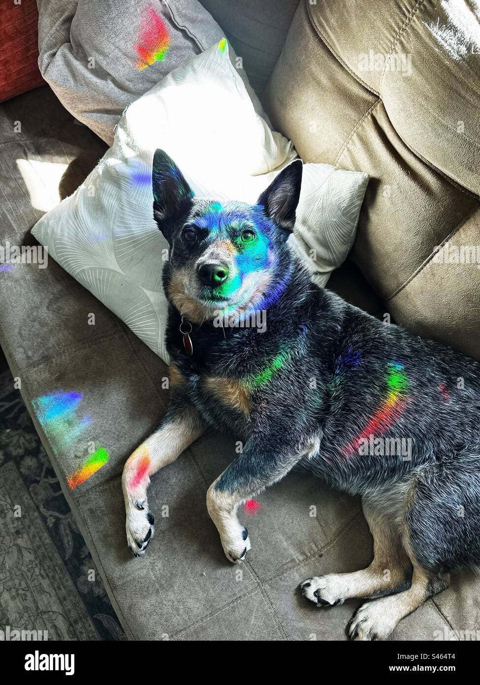 Rainbow Blue Heeler Stock Photo - Alamy