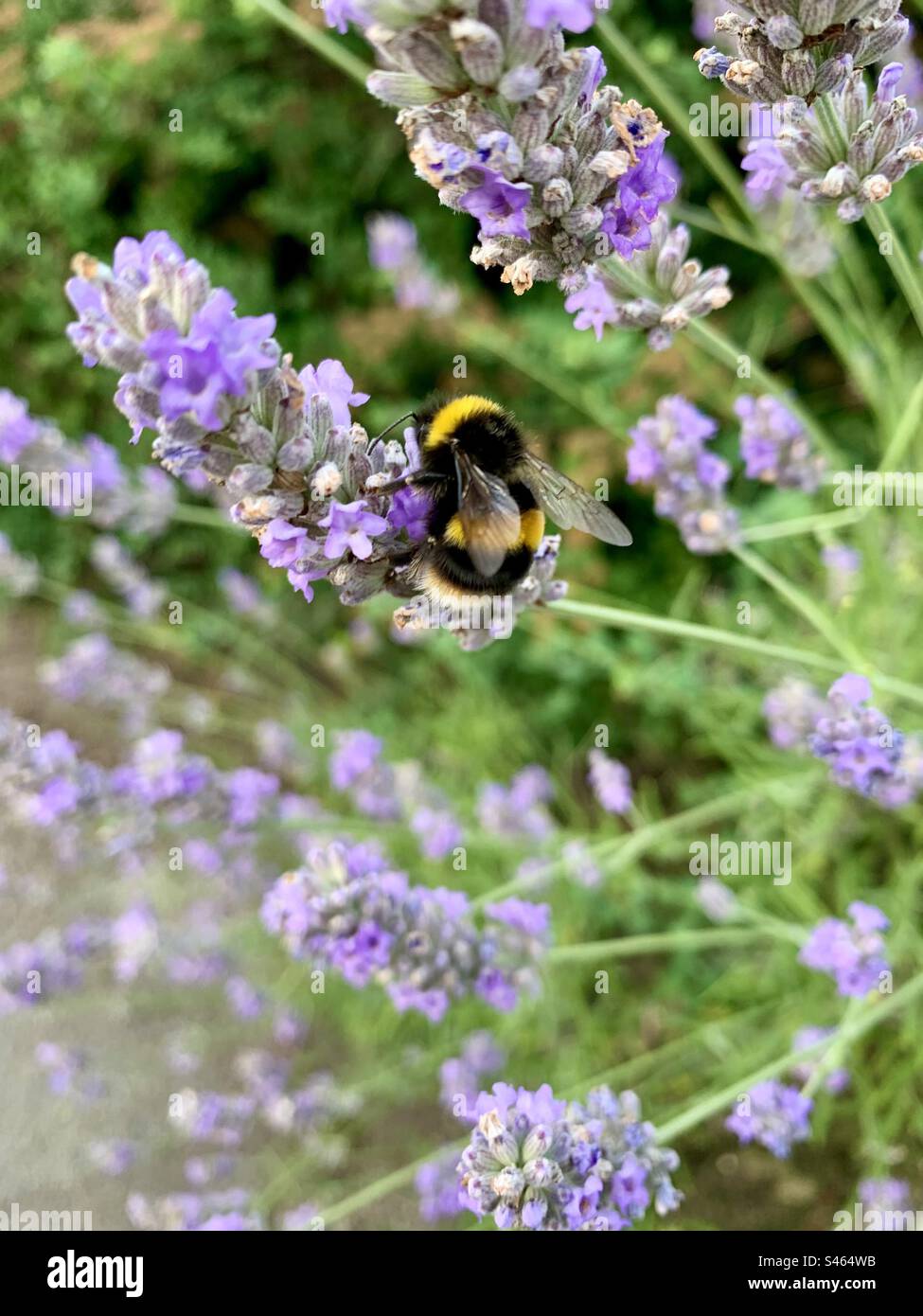 Bumble bee pollinating lavender flowers hi-res stock photography and ...