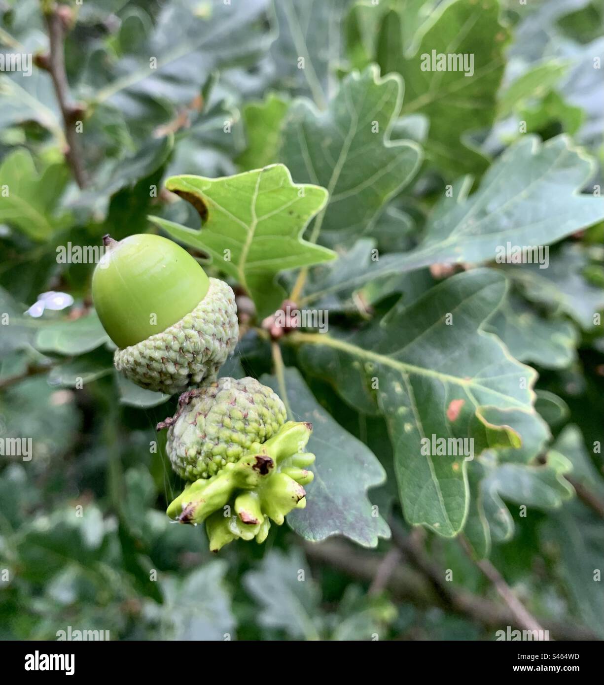 Acorn and knopper gall wasp species Andricus quercuscalicis Stock Photo ...