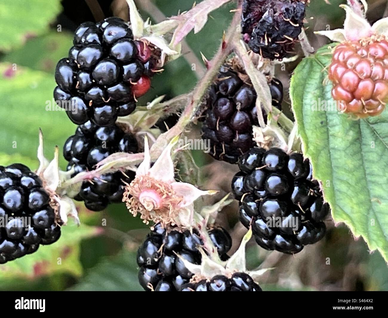 Bramble brambles hi-res stock photography and images - Alamy