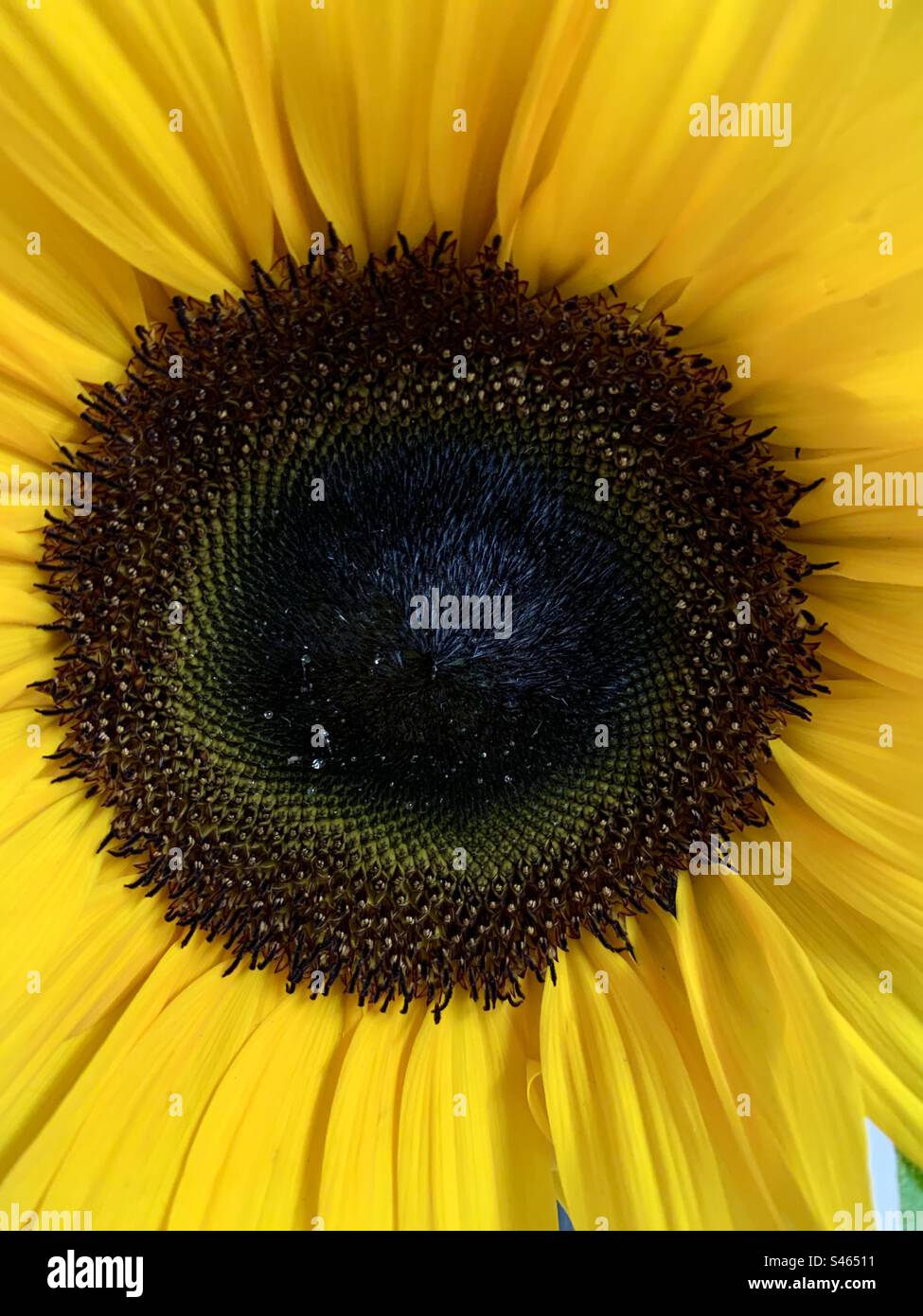 Middle of a sunflower hi-res stock photography and images - Alamy