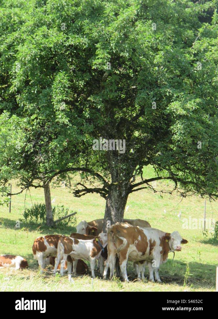 Cow under tree hi-res stock photography and images - Alamy