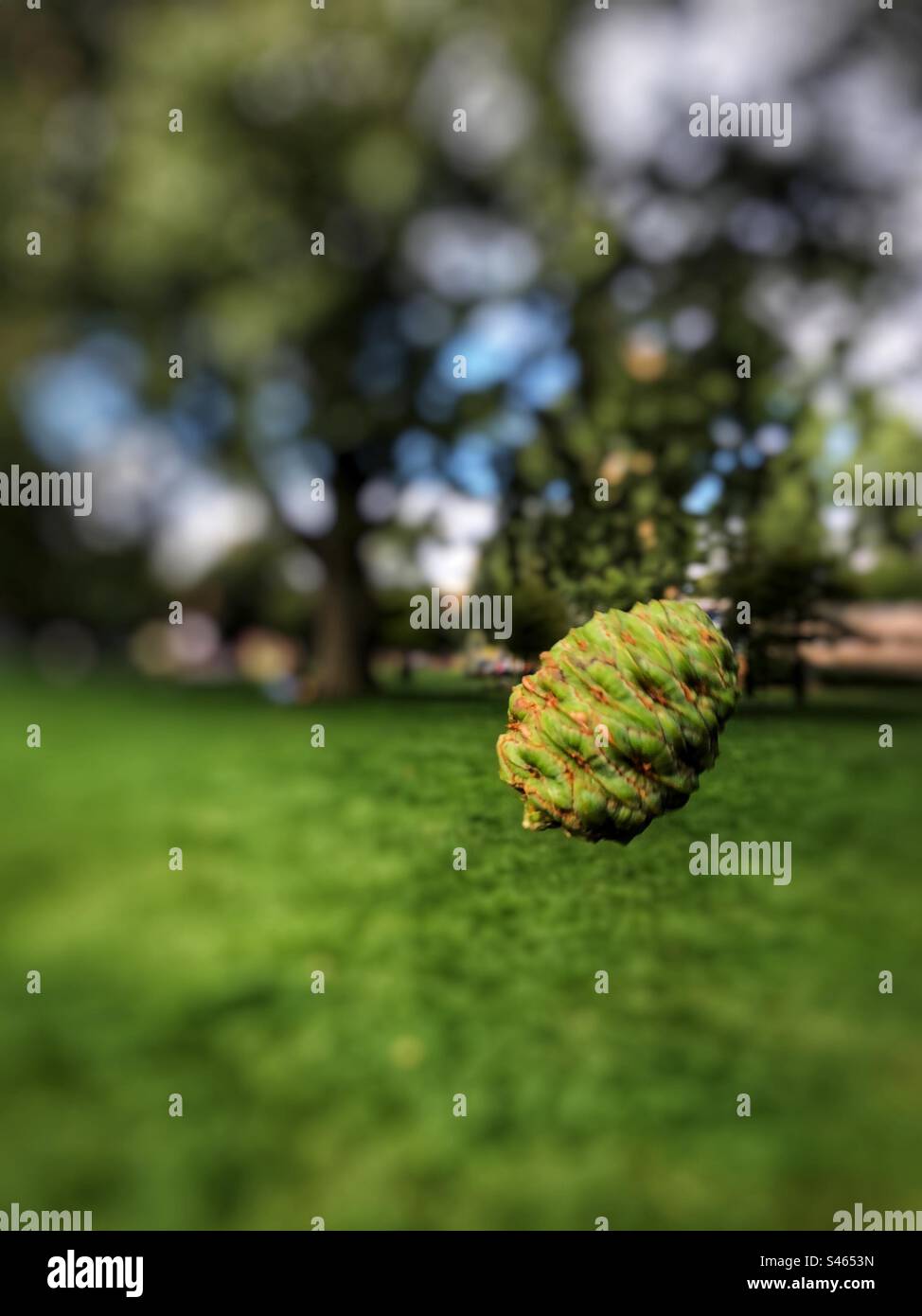 Fresh Pine cone floating in mid air Stock Photo - Alamy