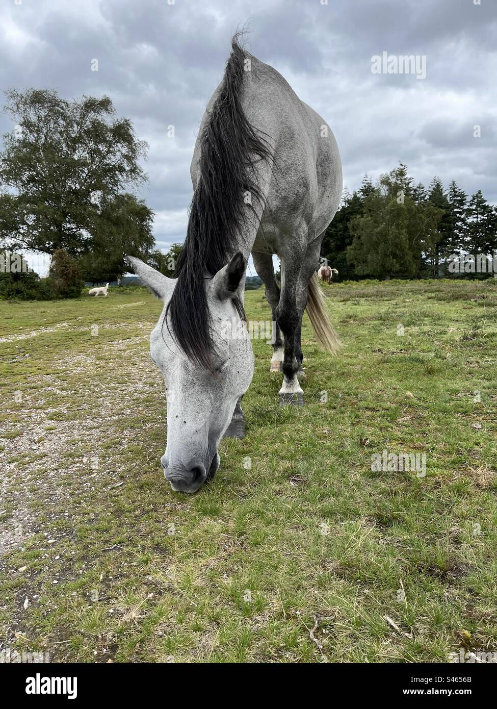Grey pony hi-res stock photography and images - Alamy