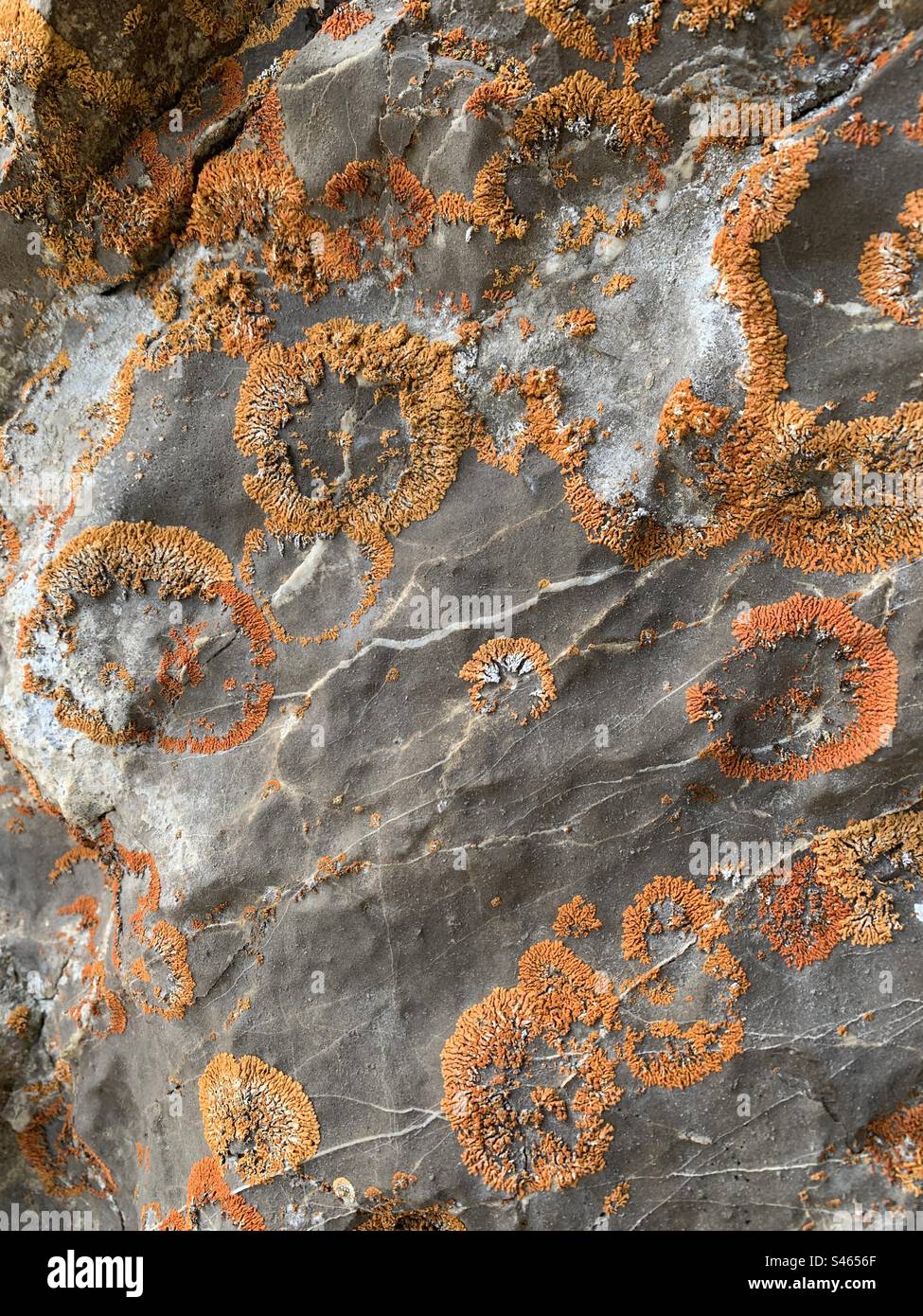 Orange circular lichen on grey rocks Stock Photo - Alamy